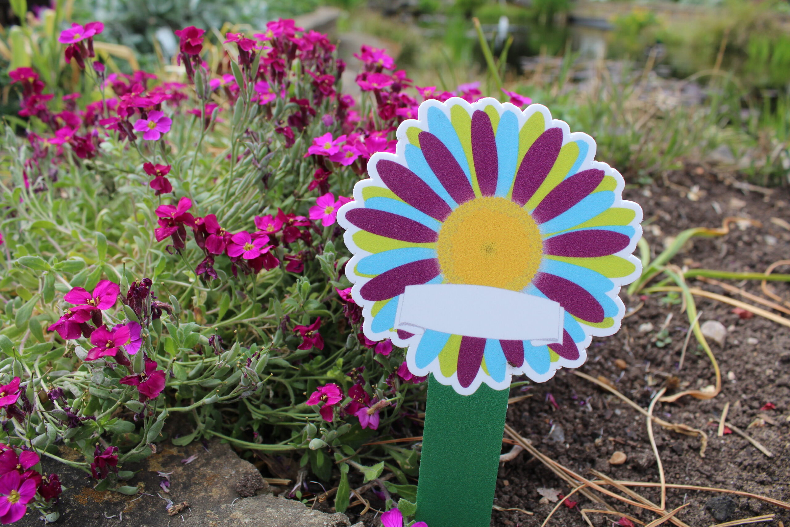 First Daisy Day in Great Yarmouth & Waveney - St Elizabeth Hospice